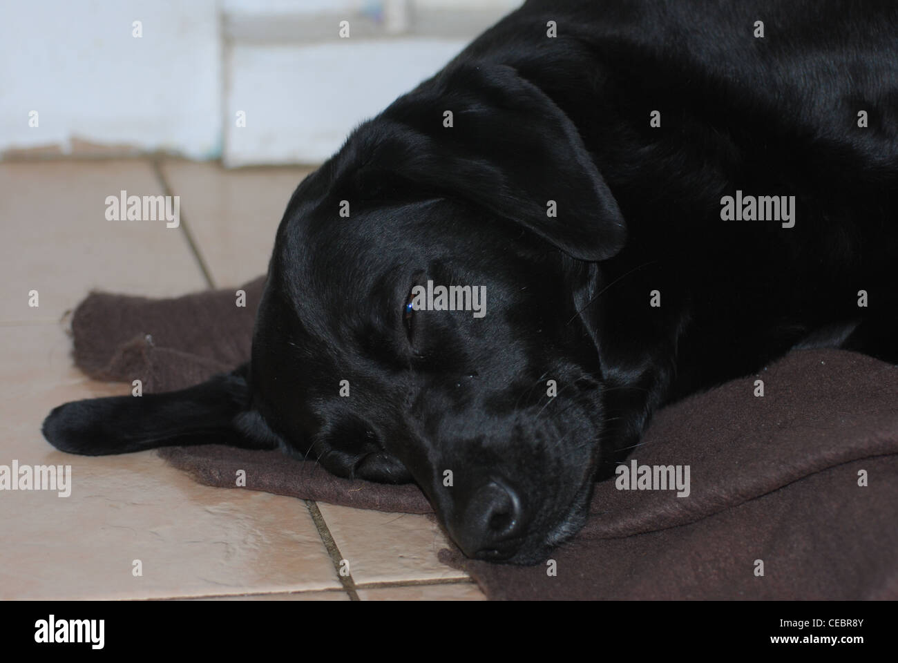 Sleeping black Labrador dog Stock Photo - Alamy