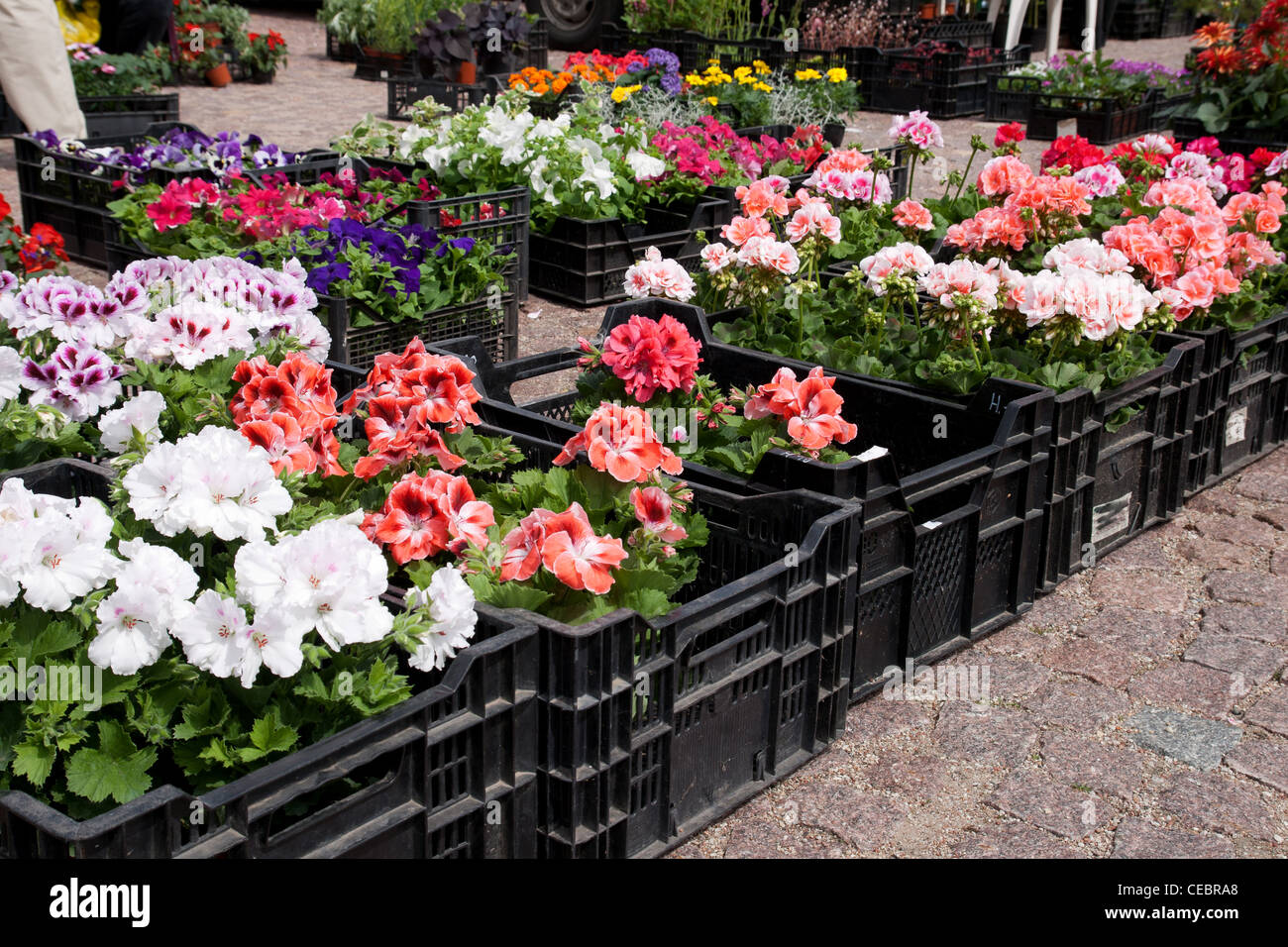 Spring flowers in boxes at an outdoor flower market Stock Photo - Alamy