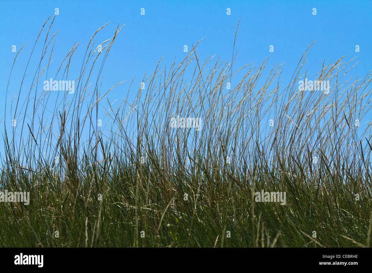 Closeup of the tall green grass beautiful rural landscape outside ...