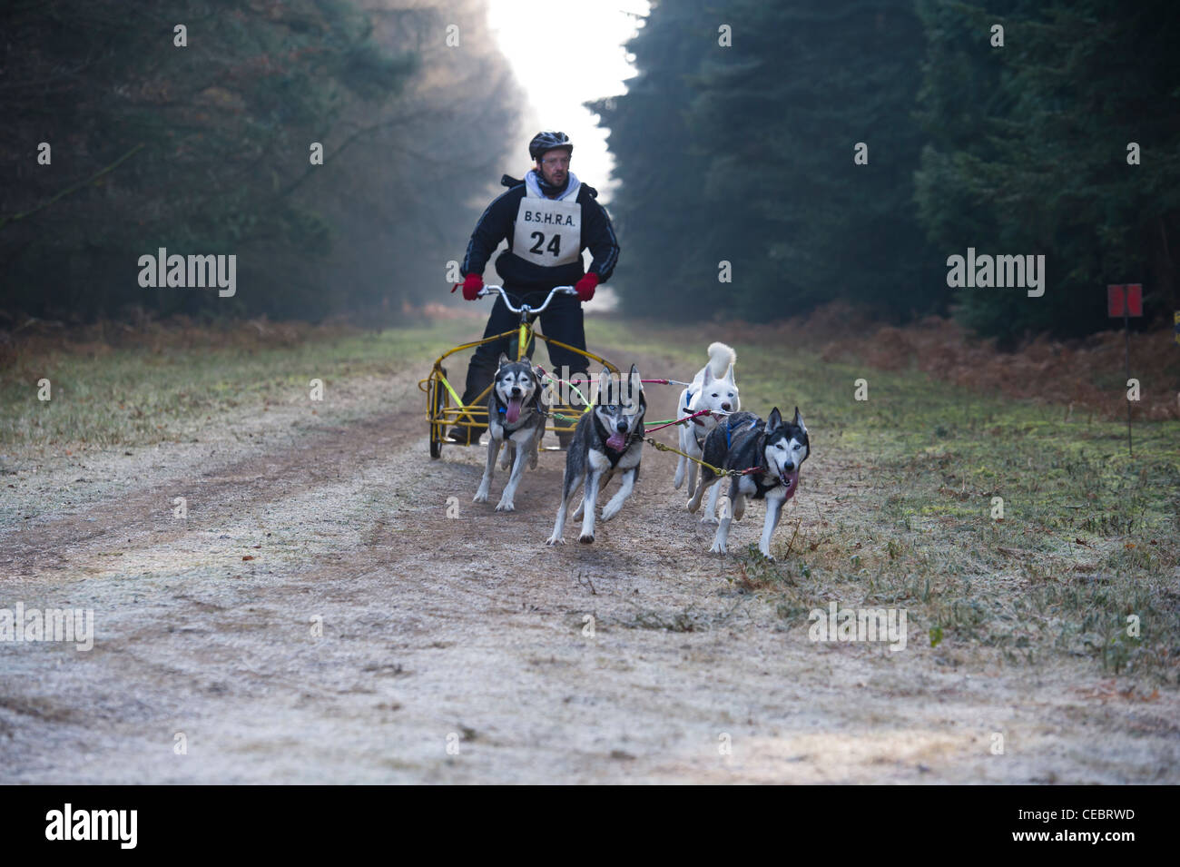British Siberian Husky Racing Association event held at Elveden Forest ...
