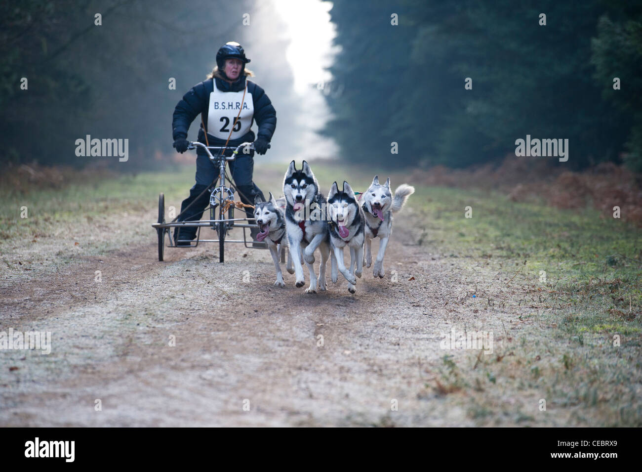 British Siberian Husky Racing Association event held at Elveden Forest ...