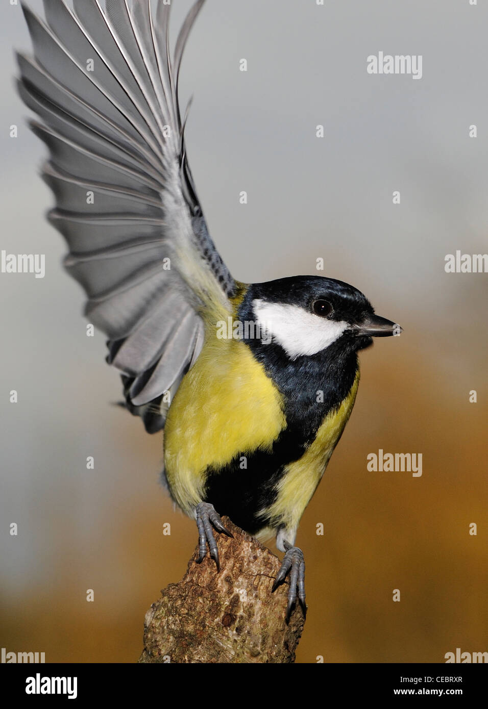 A great tit (Parus major) perches on a stump and opens one wing in ...