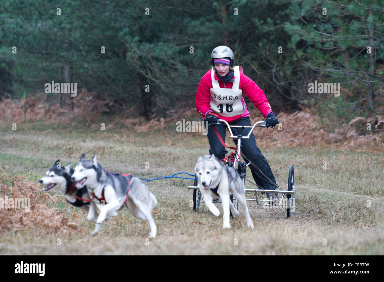 British Siberian Husky Racing Association event held at Elveden Forest ...