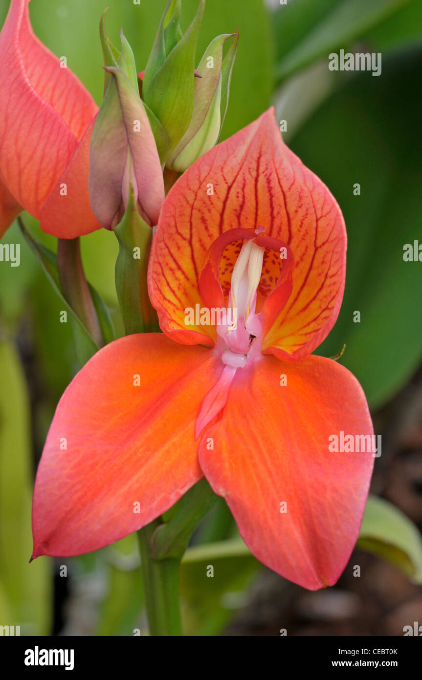 Red disa hi-res stock photography and images - Alamy