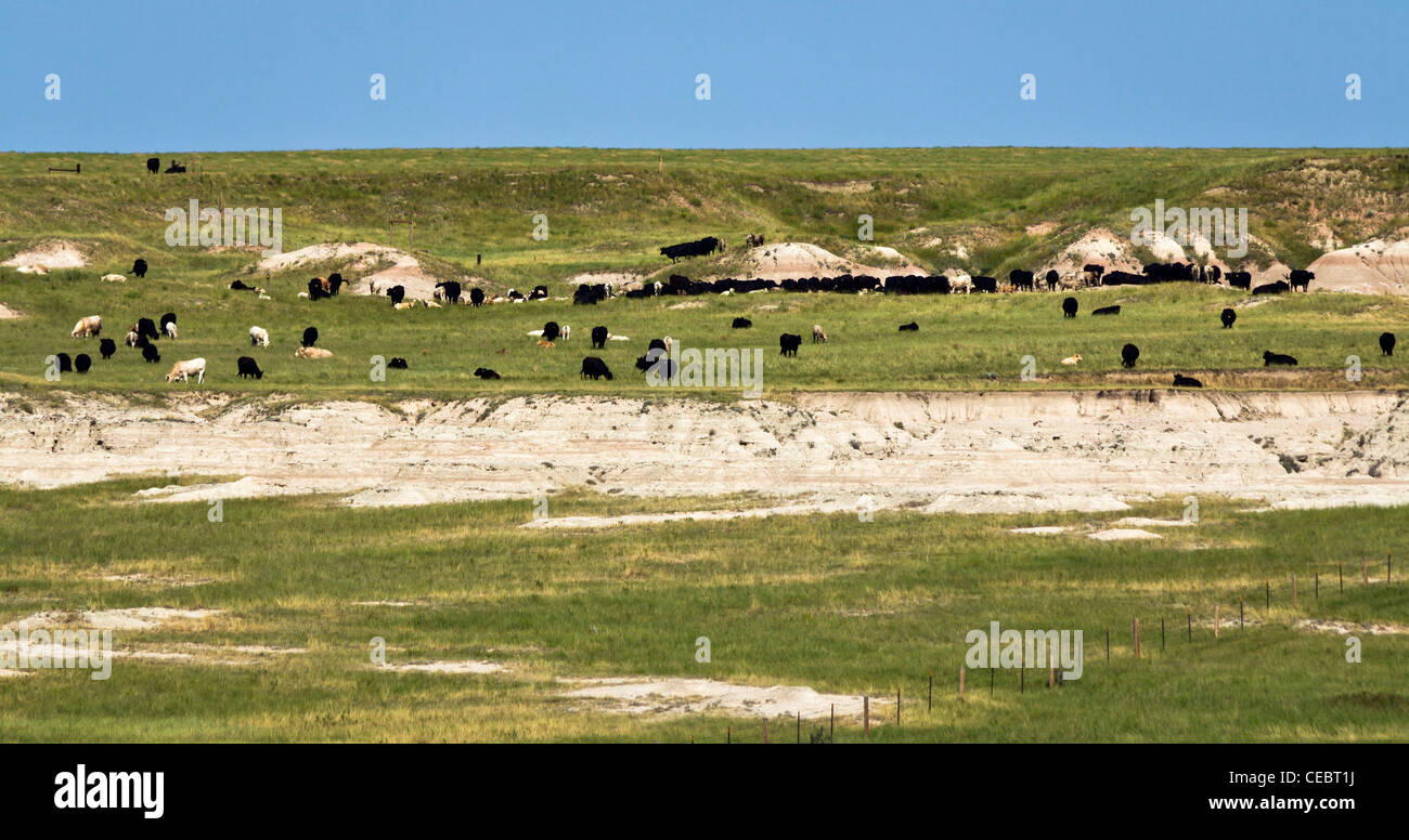 American prairie National Park South Dakota Summer in USA US America ...