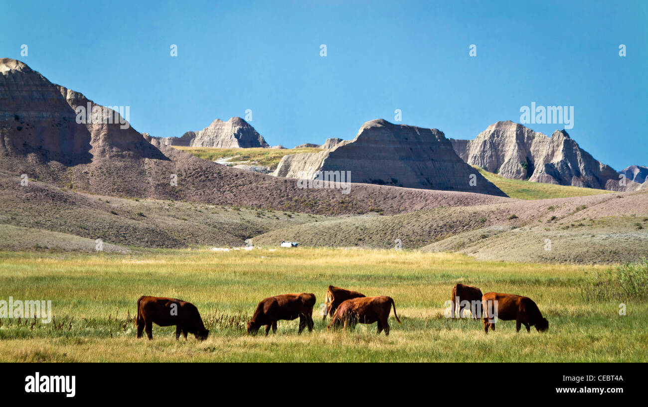 Lakota sioux animals hi-res stock photography and images - Alamy