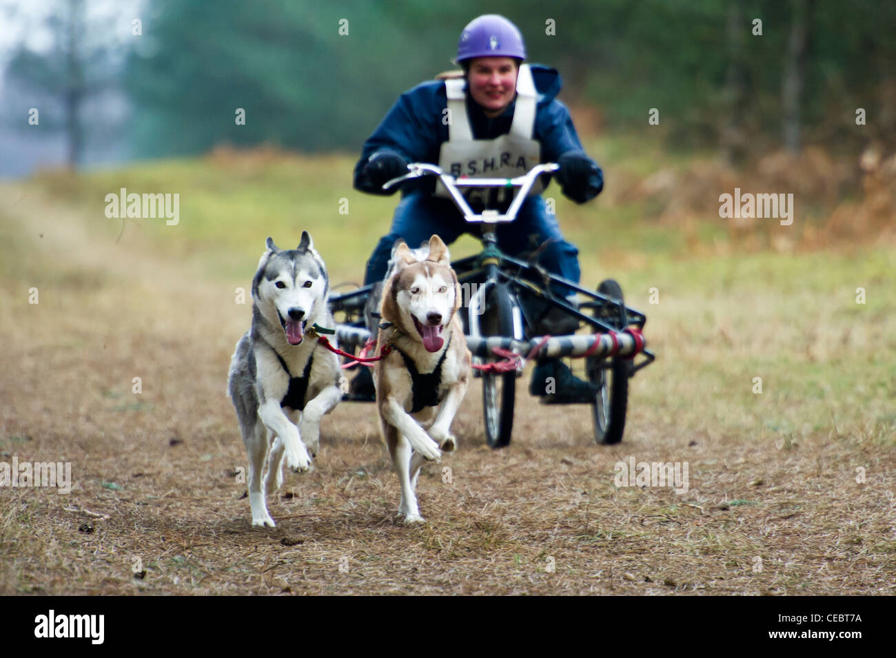 British Siberian Husky Racing Association event held at Elveden Forest ...