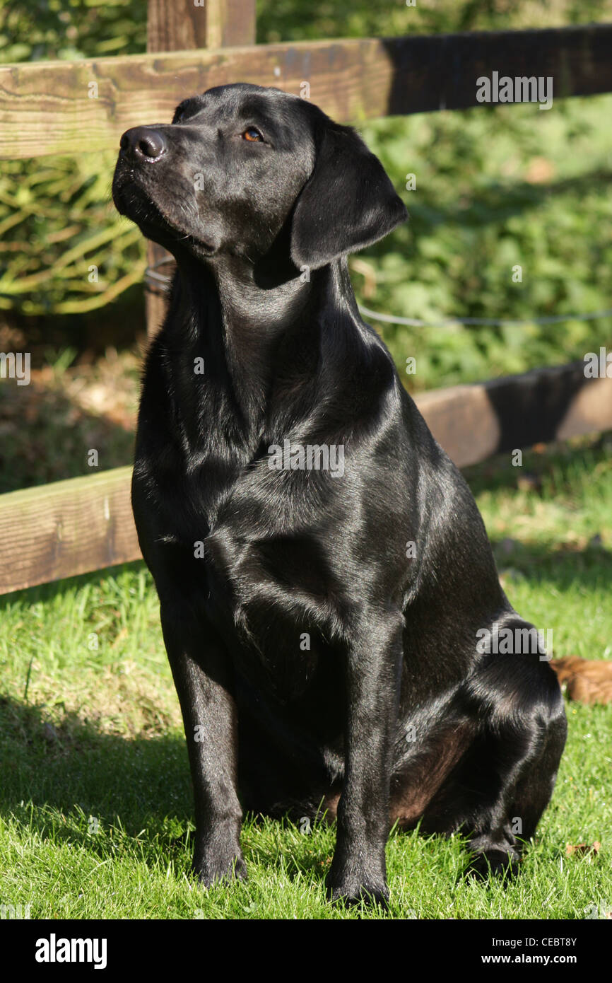 Poising black labrador Stock Photo - Alamy