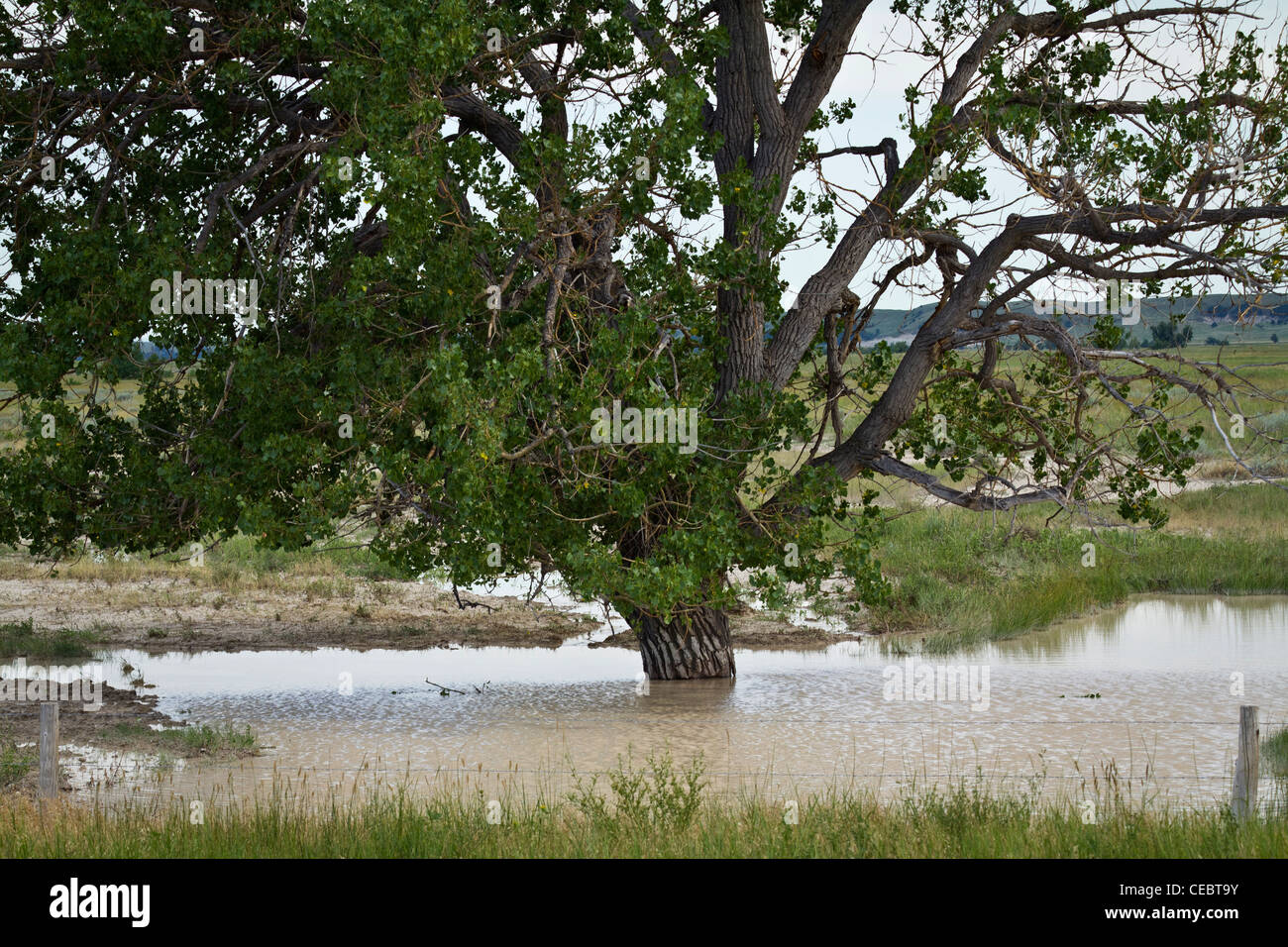 Close up of flood of river tree under water flooding tree waterlogged ...