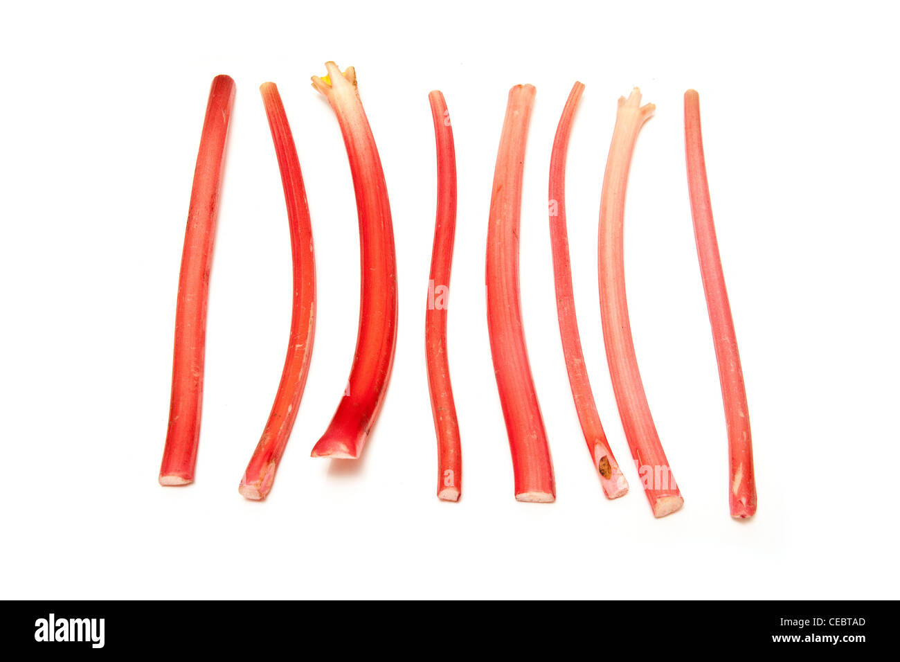 Rhubarb sticks or stalks uncooked isolated on a white studio background ...