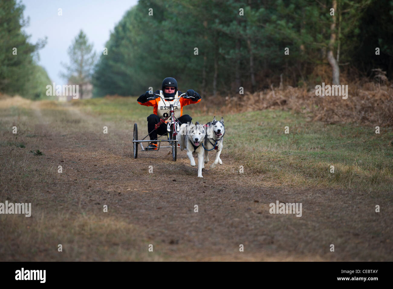 British Siberian Husky Racing Association event held at Elveden Forest ...