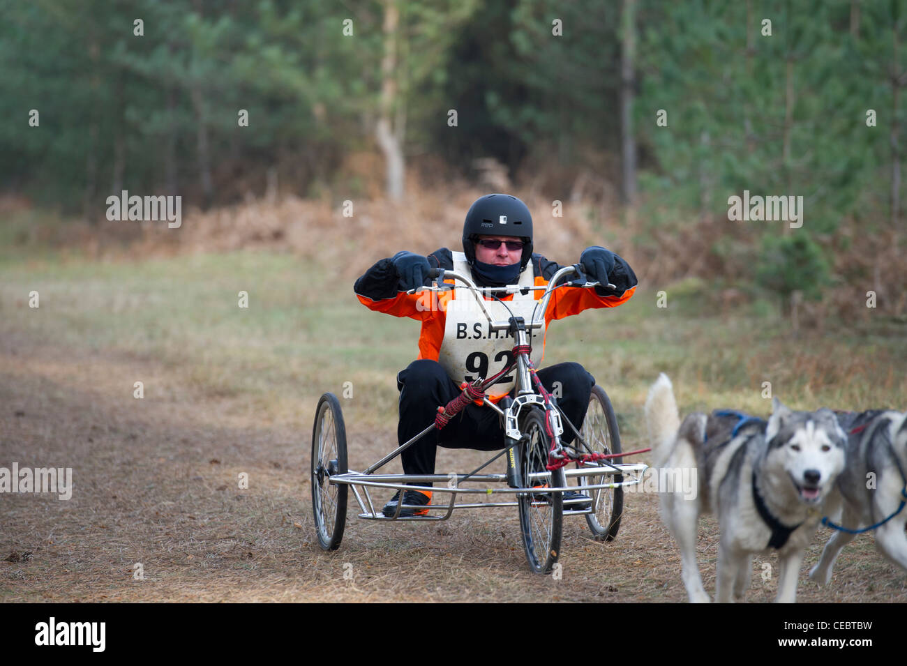 British Siberian Husky Racing Association event held at Elveden Forest ...