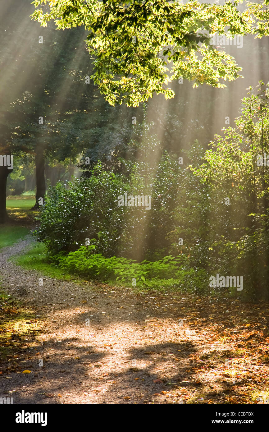 Sunbeams through trees hi-res stock photography and images - Alamy