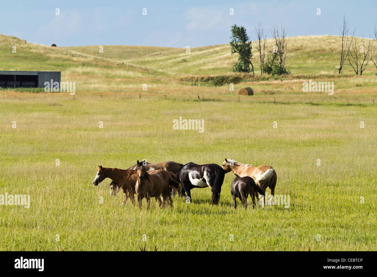 Pine ridge prairie indian reservation hi-res stock photography and ...
