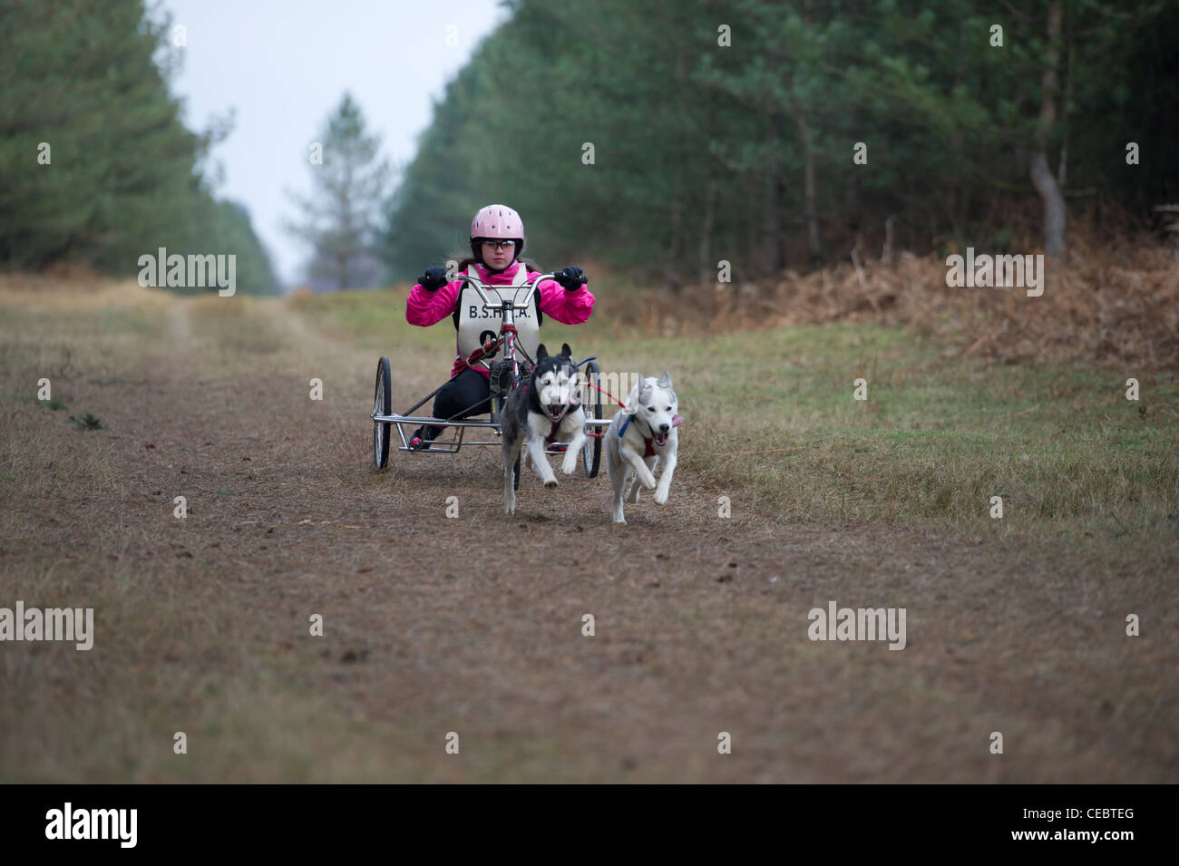 British Siberian Husky Racing Association event held at Elveden Forest ...