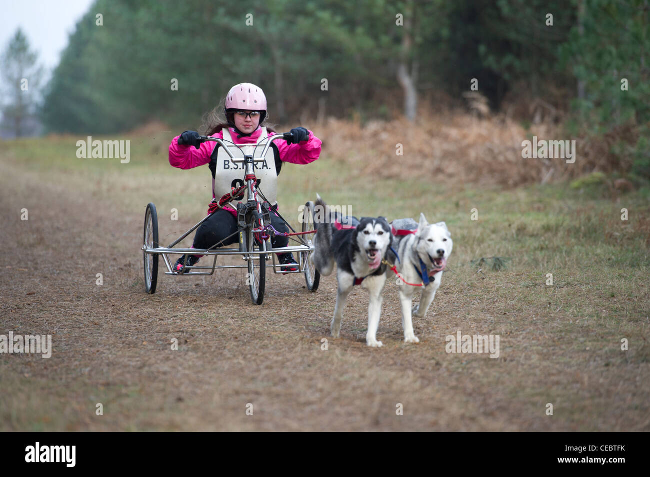 British Siberian Husky Racing Association event held at Elveden Forest ...