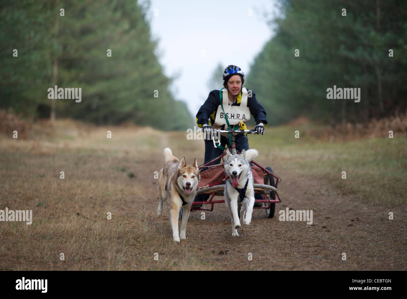 British Siberian Husky Racing Association event held at Elveden Forest ...