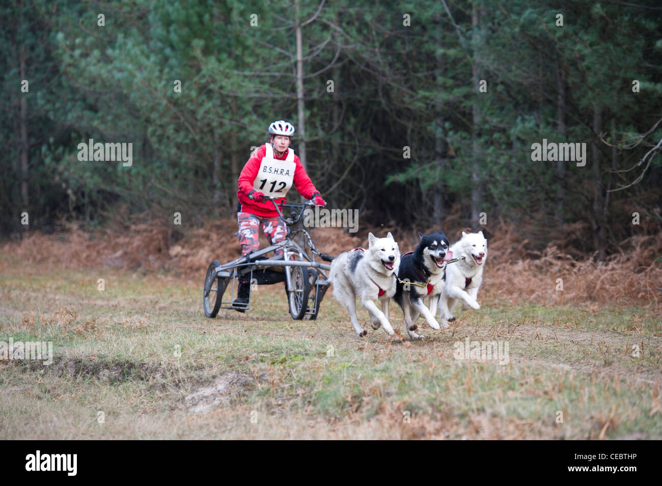 British Siberian Husky Racing Association event held at Elveden Forest ...