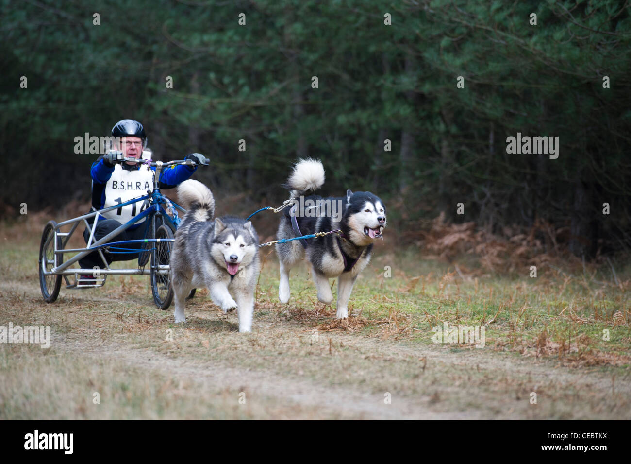 British Siberian Husky Racing Association event held at Elveden Forest ...