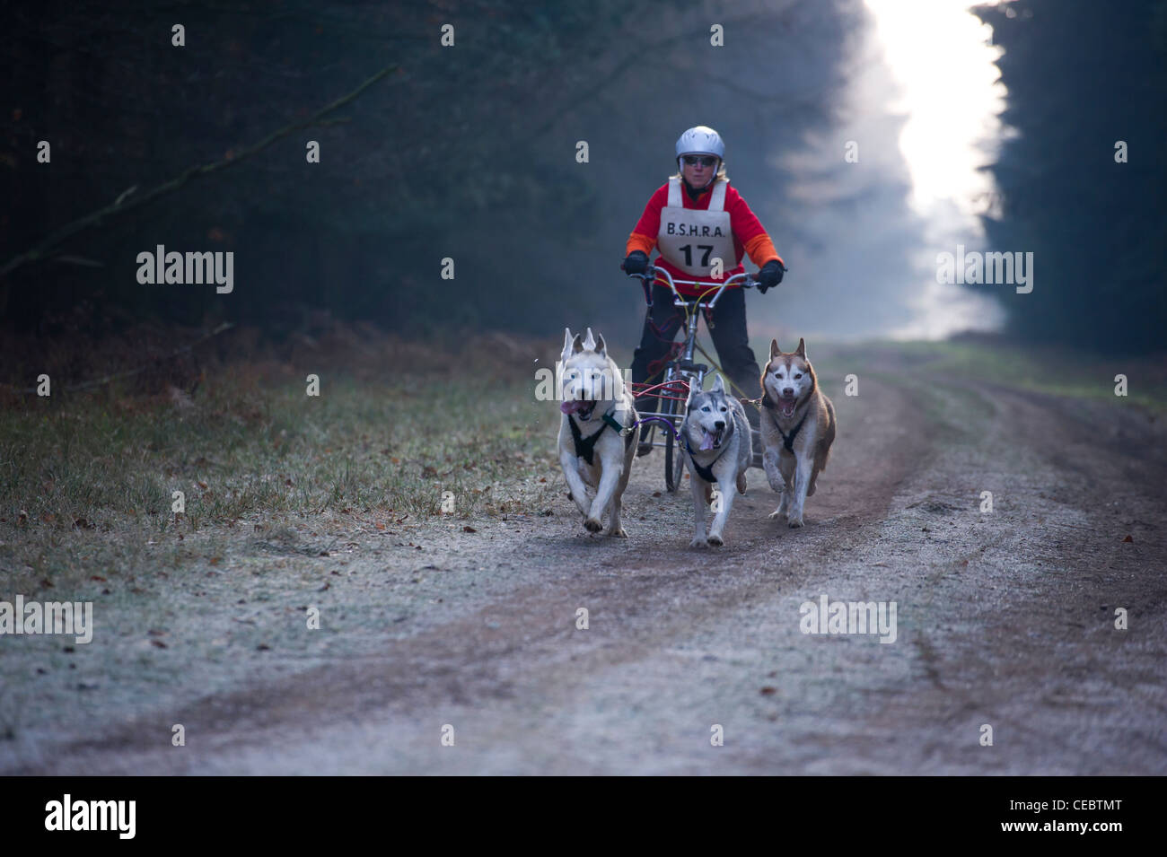 British Siberian Husky Racing Association event held at Elveden Forest ...