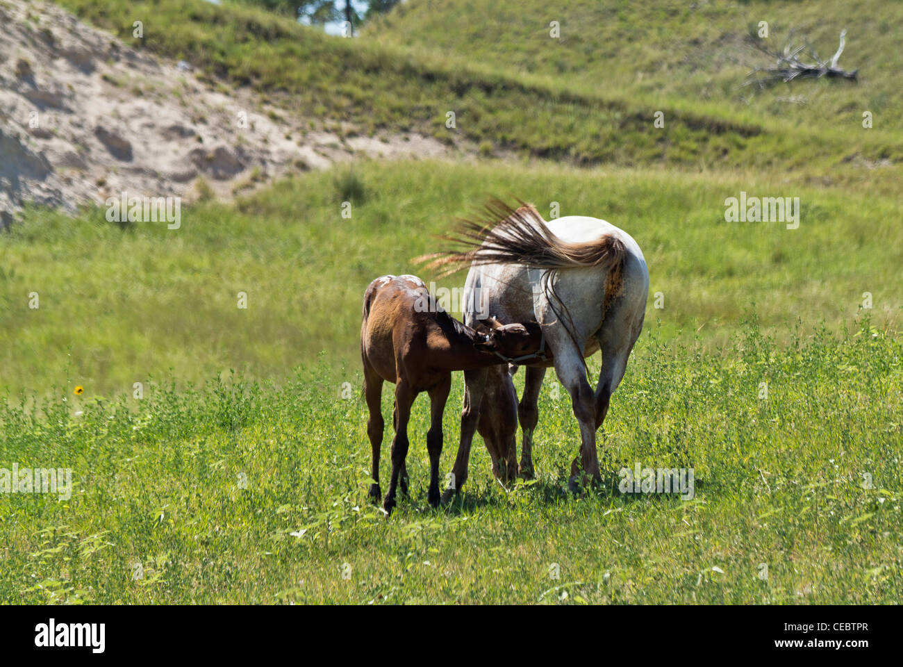 The prairie with two horses.Lakota Oglala Pine Ridge Sioux South Dakota ...