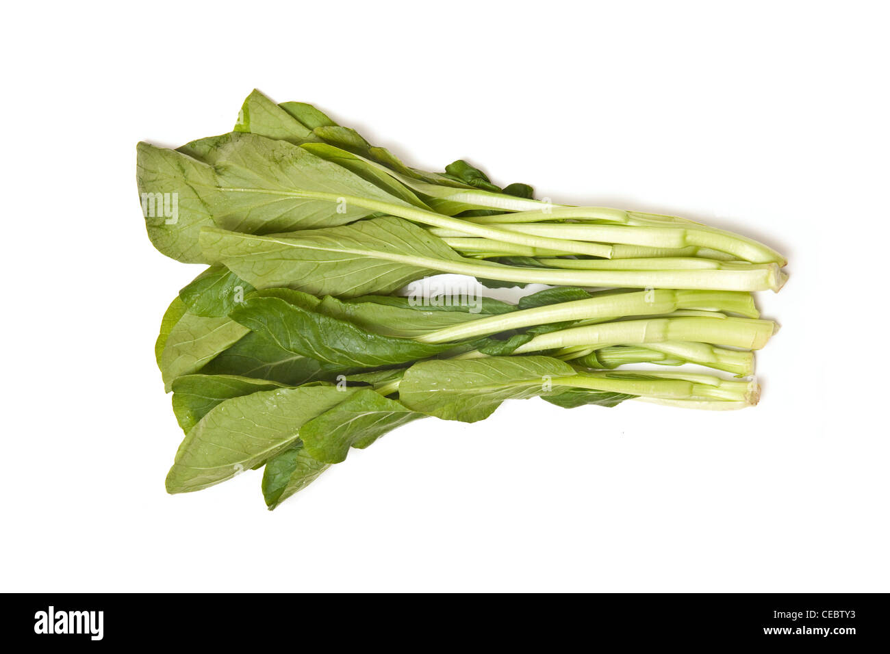 Choi Sum leaves isolated on a white studio background Stock Photo - Alamy