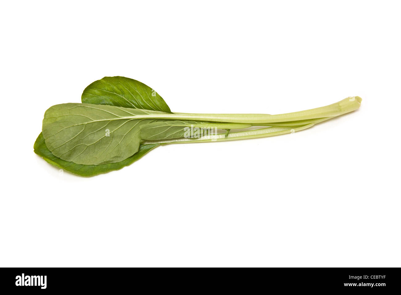 Choi Sum leaves isolated on a white studio background Stock Photo - Alamy