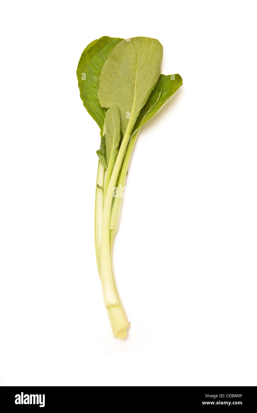 Choi Sum leaves isolated on a white studio background Stock Photo - Alamy