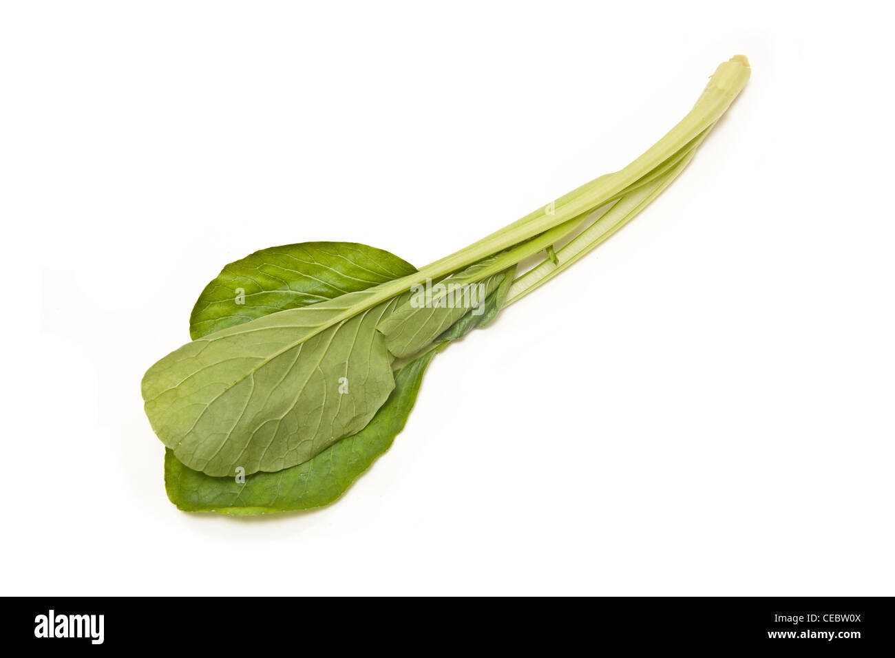 Choi Sum leaves isolated on a white studio background Stock Photo - Alamy