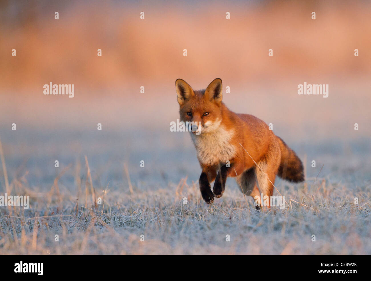 Pounce High Resolution Stock Photography and Images - Alamy