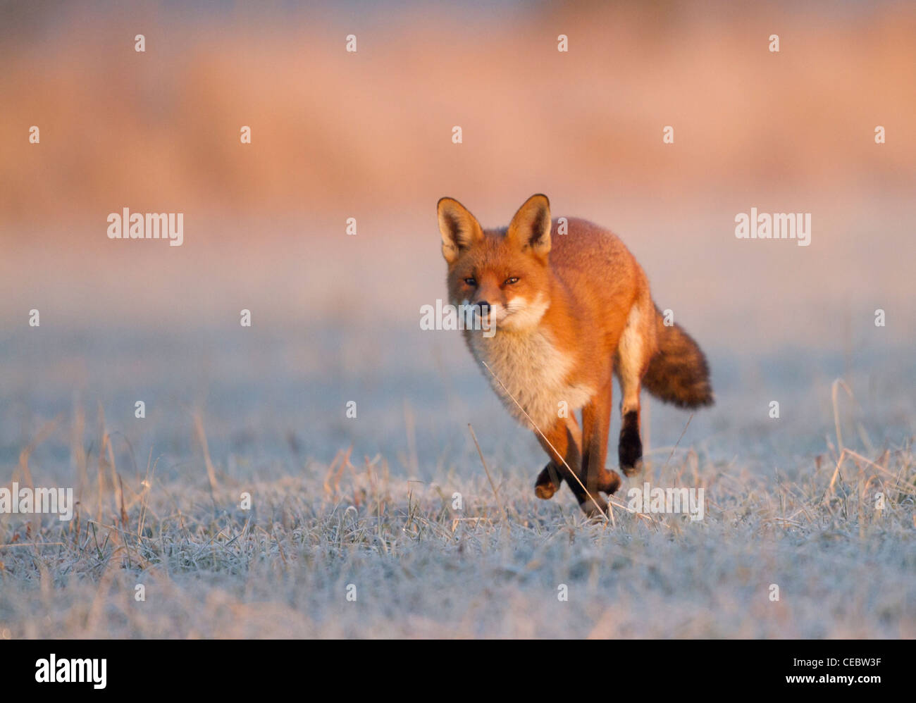 Fox dashing across frozen ground in morning sunlight Stock Photo - Alamy