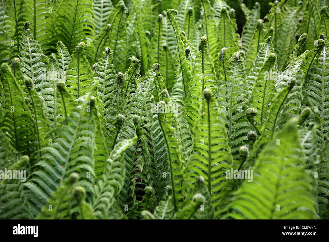 Ferns growing in Dunkeld, Scotland Stock Photo - Alamy