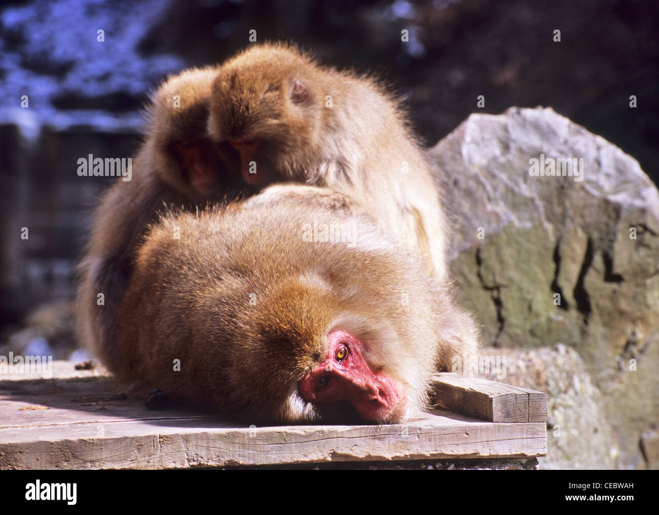 Red faced snow monkey japanese macaques hi-res stock photography and ...