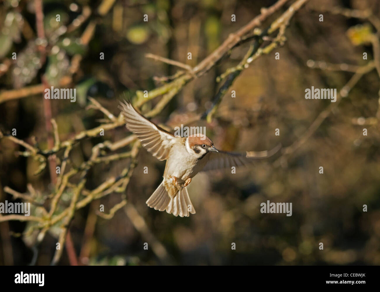 Sparrow flying hi-res stock photography and images - Alamy