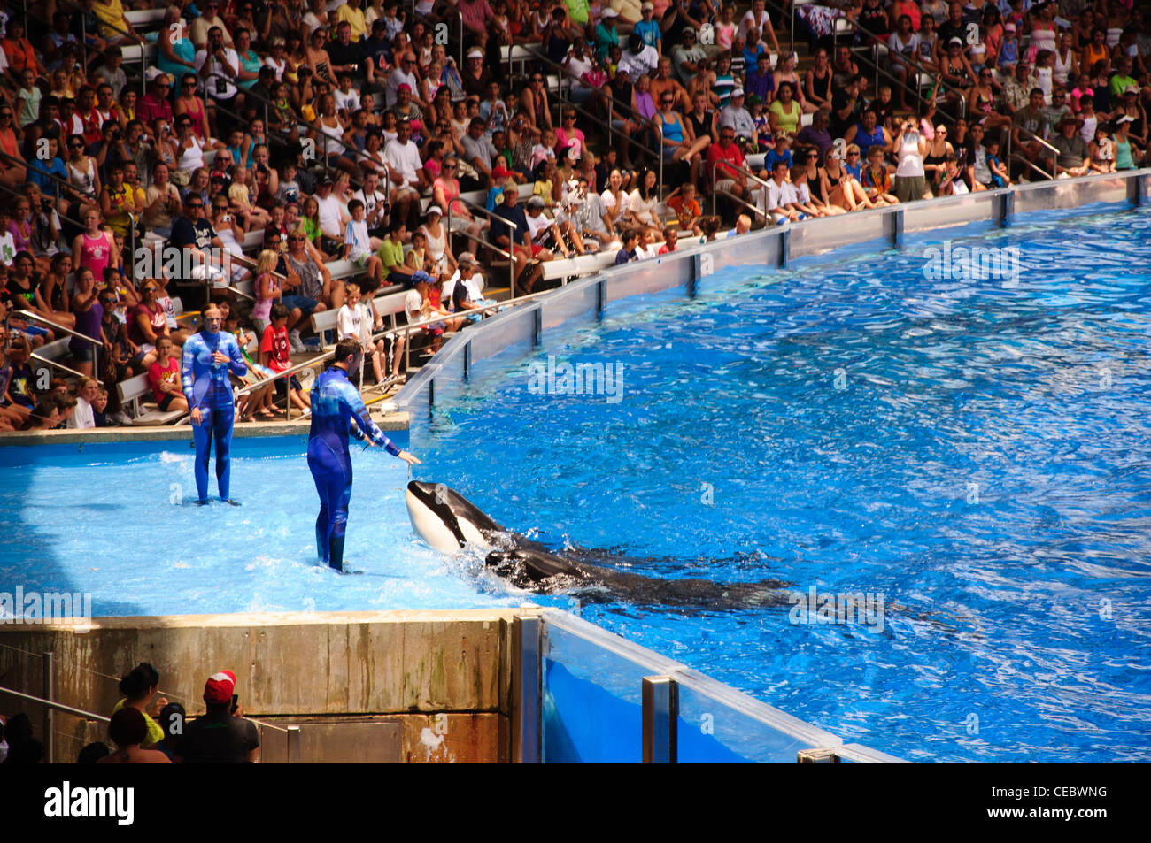 believe show with shamu at seaworld orlando florida Stock Photo - Alamy