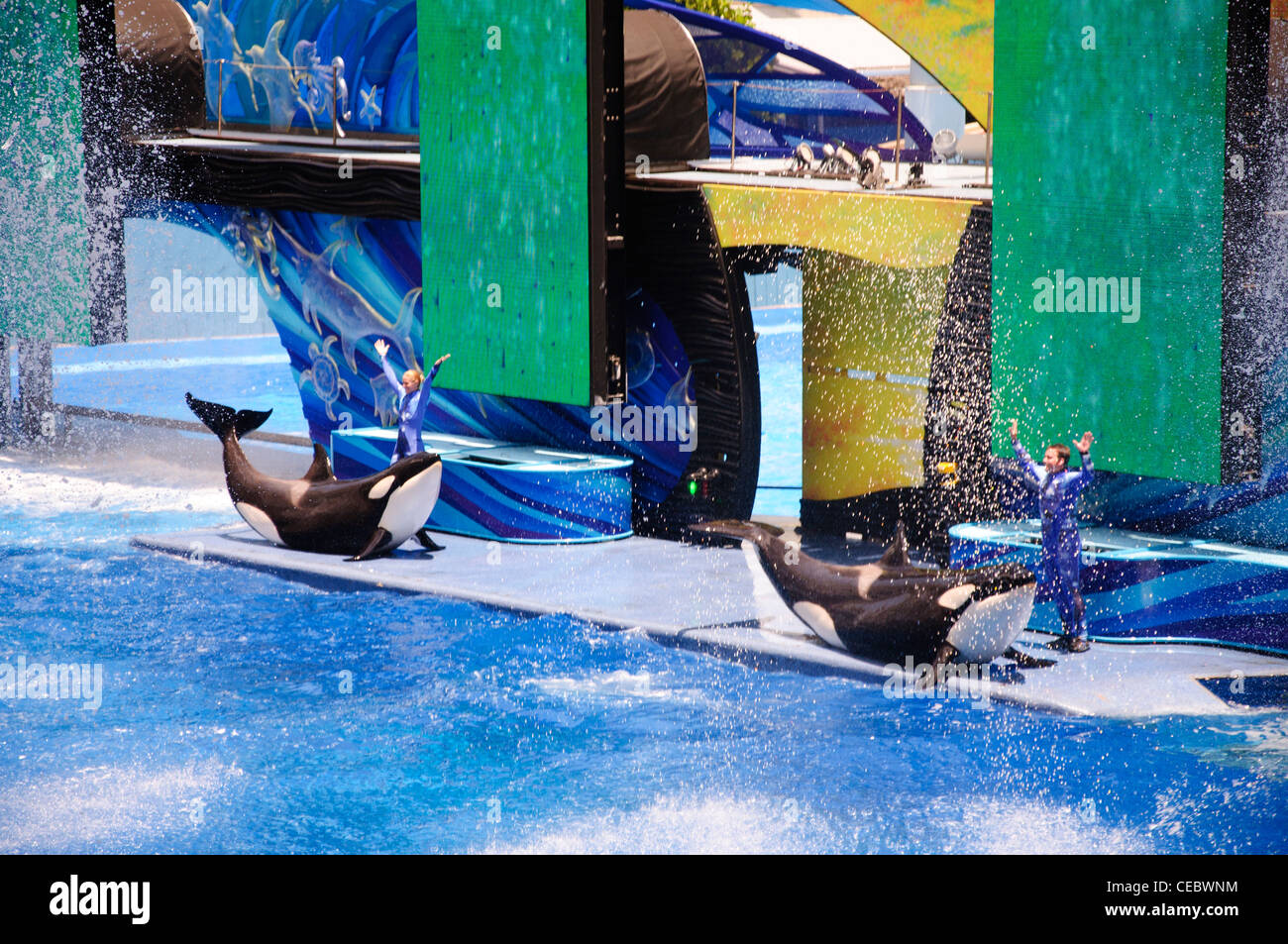 believe show with shamu at seaworld orlando florida Stock Photo - Alamy