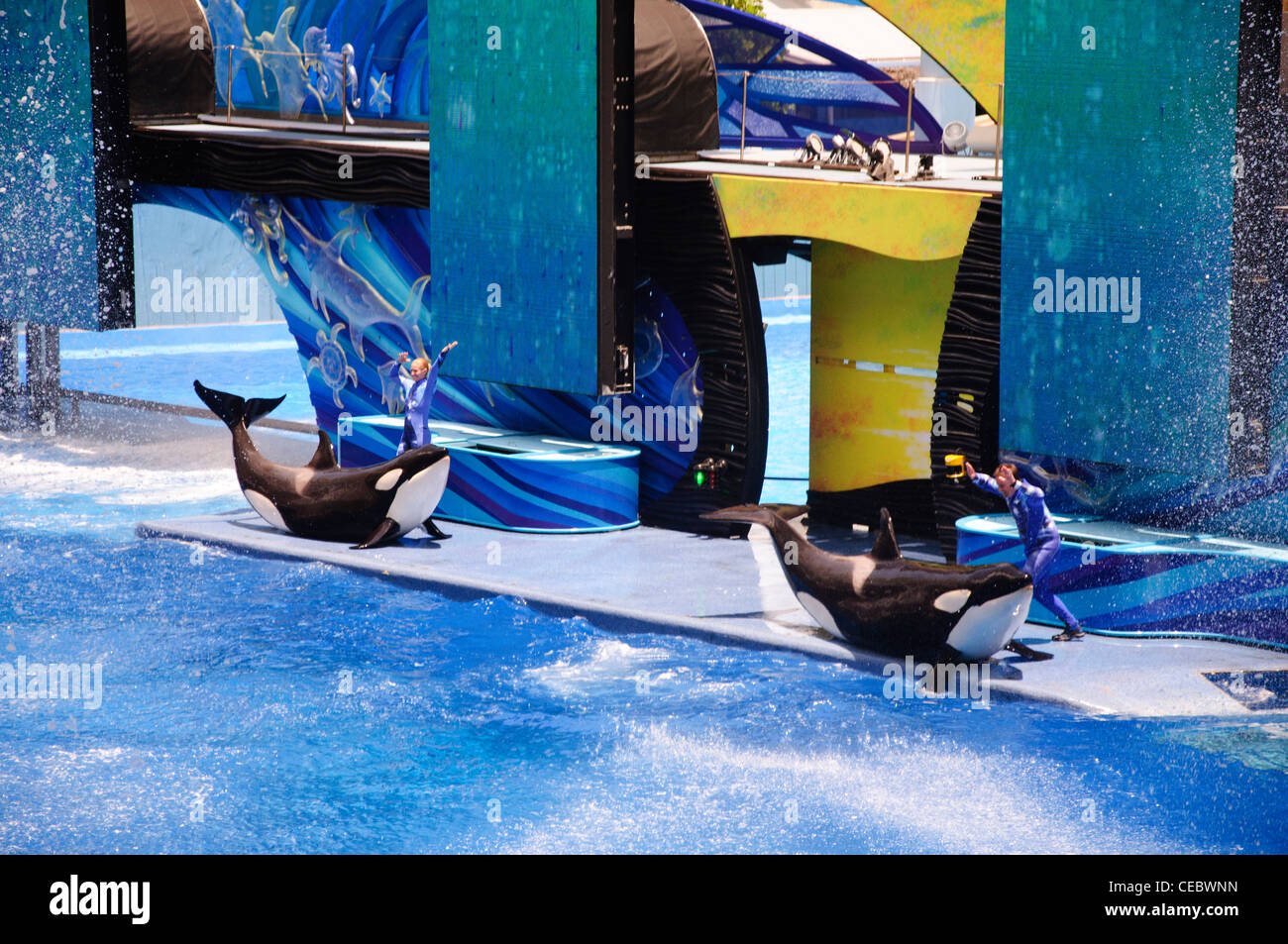 believe show with shamu at seaworld orlando florida Stock Photo - Alamy