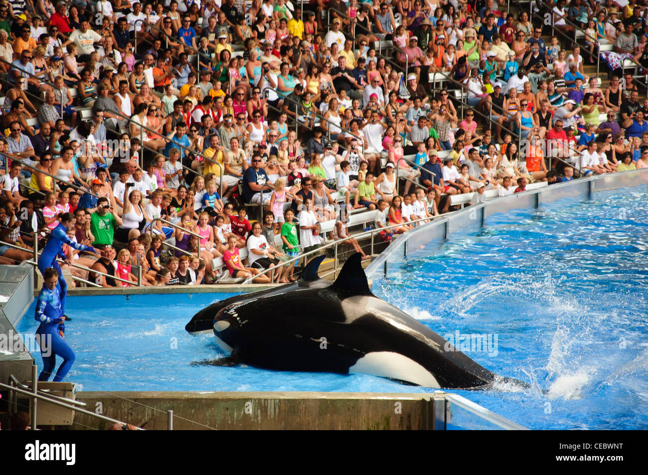 believe show with shamu at seaworld orlando florida Stock Photo - Alamy