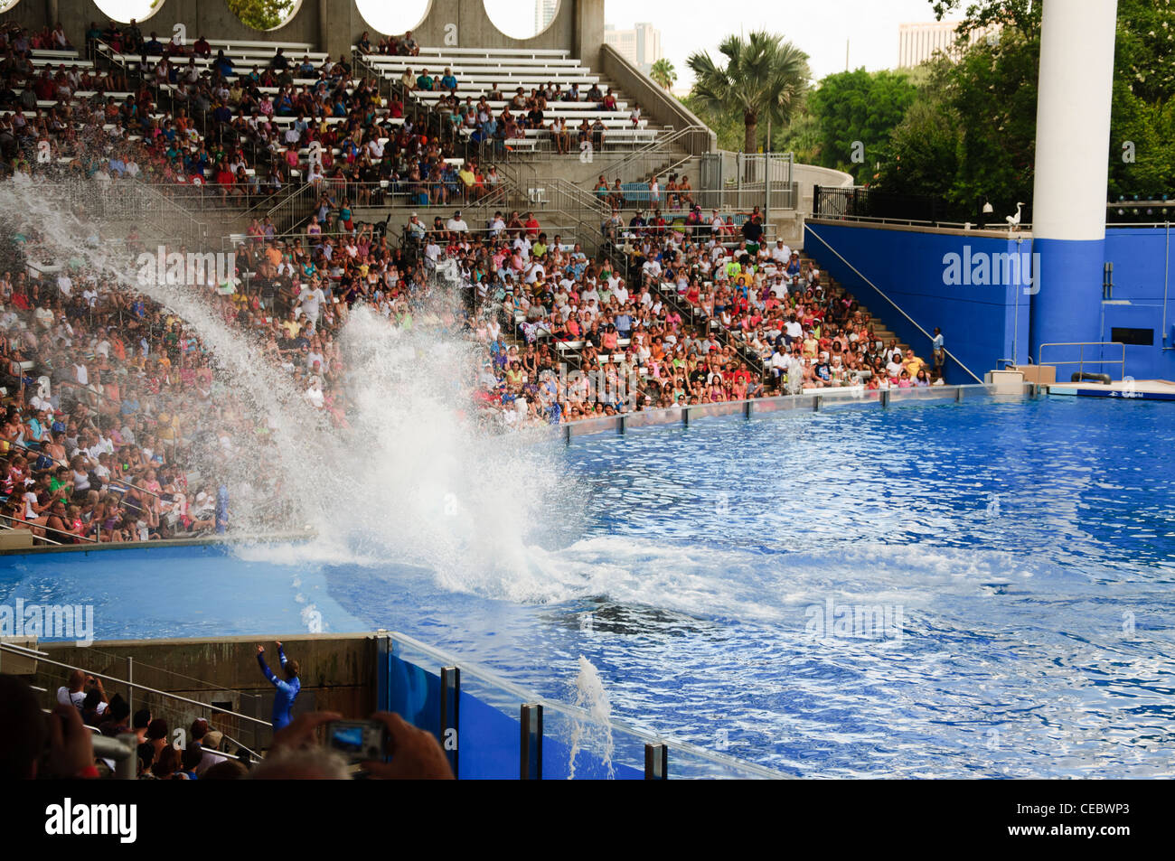 believe show with shamu at seaworld orlando florida Stock Photo - Alamy