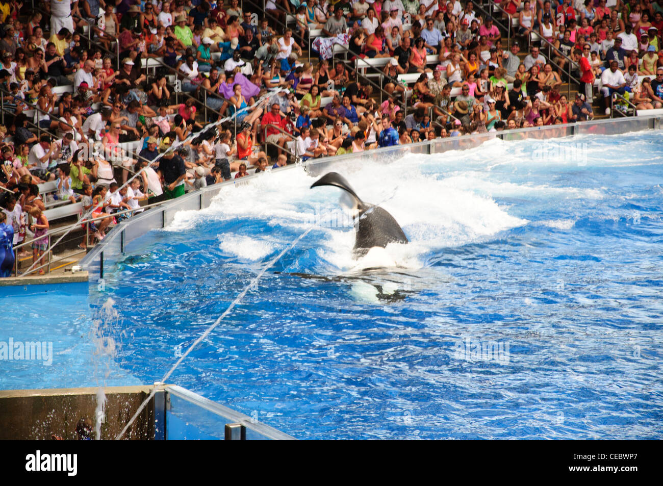 believe show with shamu at seaworld orlando florida Stock Photo - Alamy