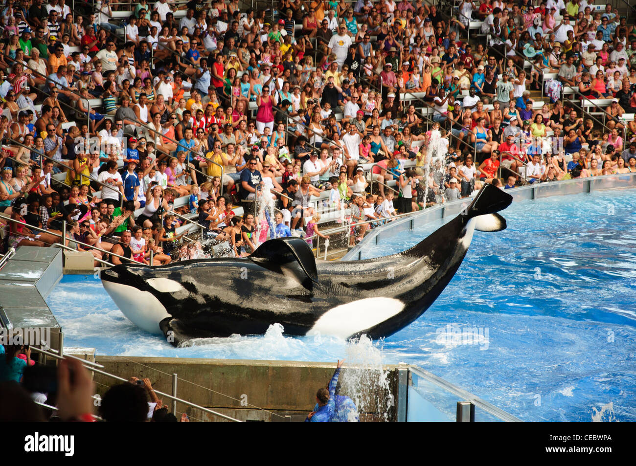 believe show with shamu at seaworld orlando florida Stock Photo - Alamy