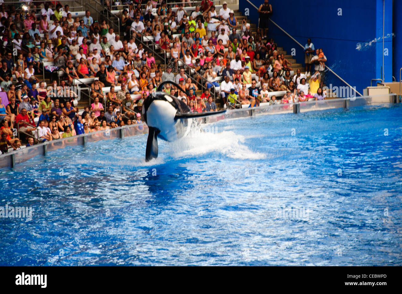 believe show with shamu at seaworld orlando florida Stock Photo - Alamy