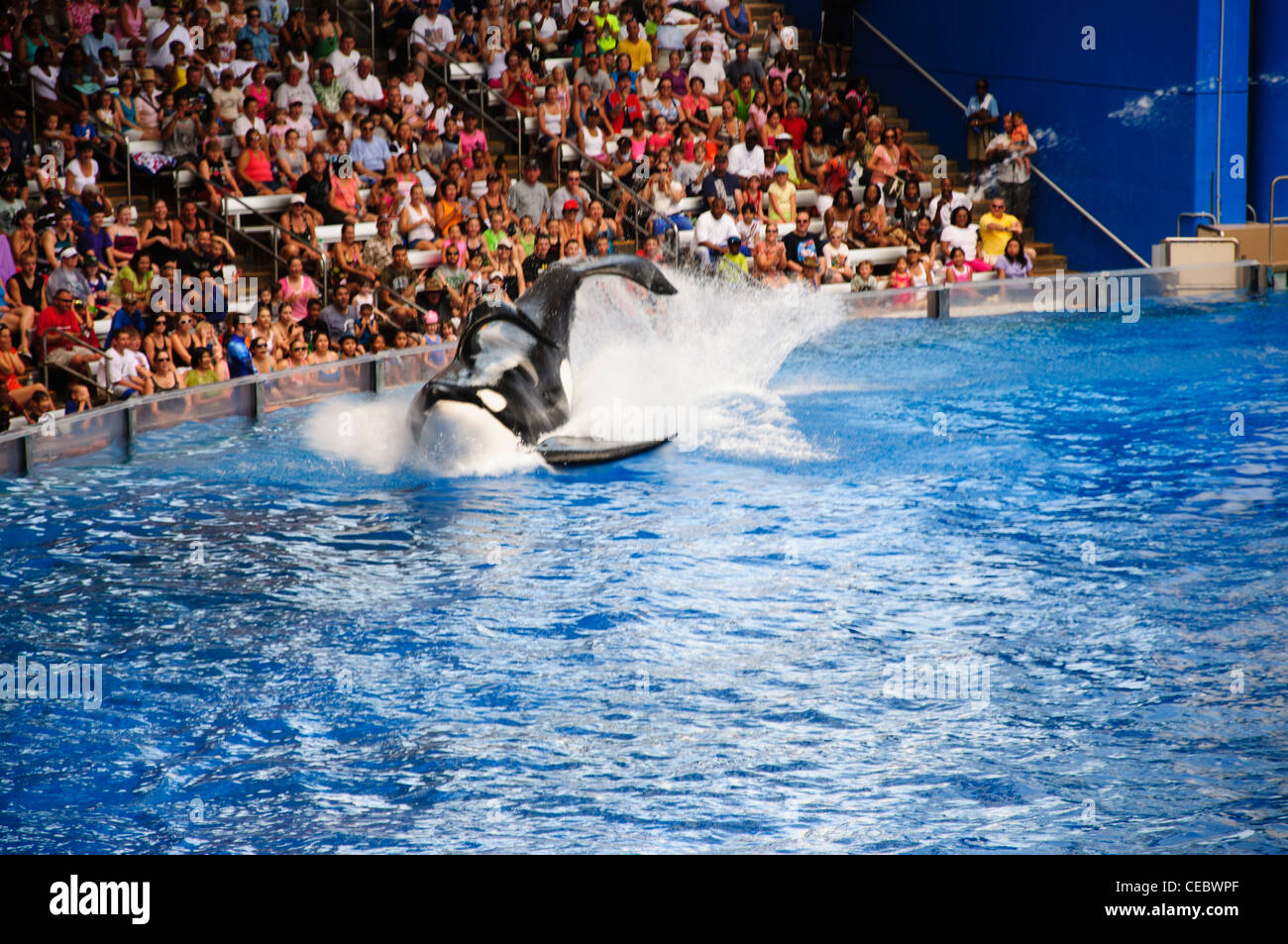 believe show with shamu at seaworld orlando florida Stock Photo - Alamy
