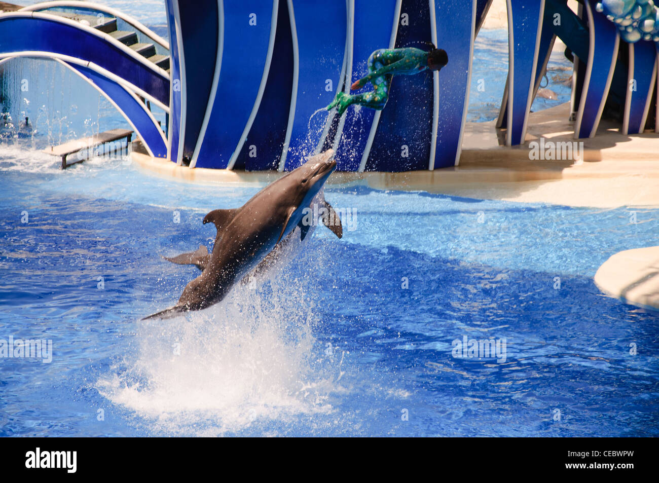 believe show with shamu at seaworld orlando florida Stock Photo - Alamy