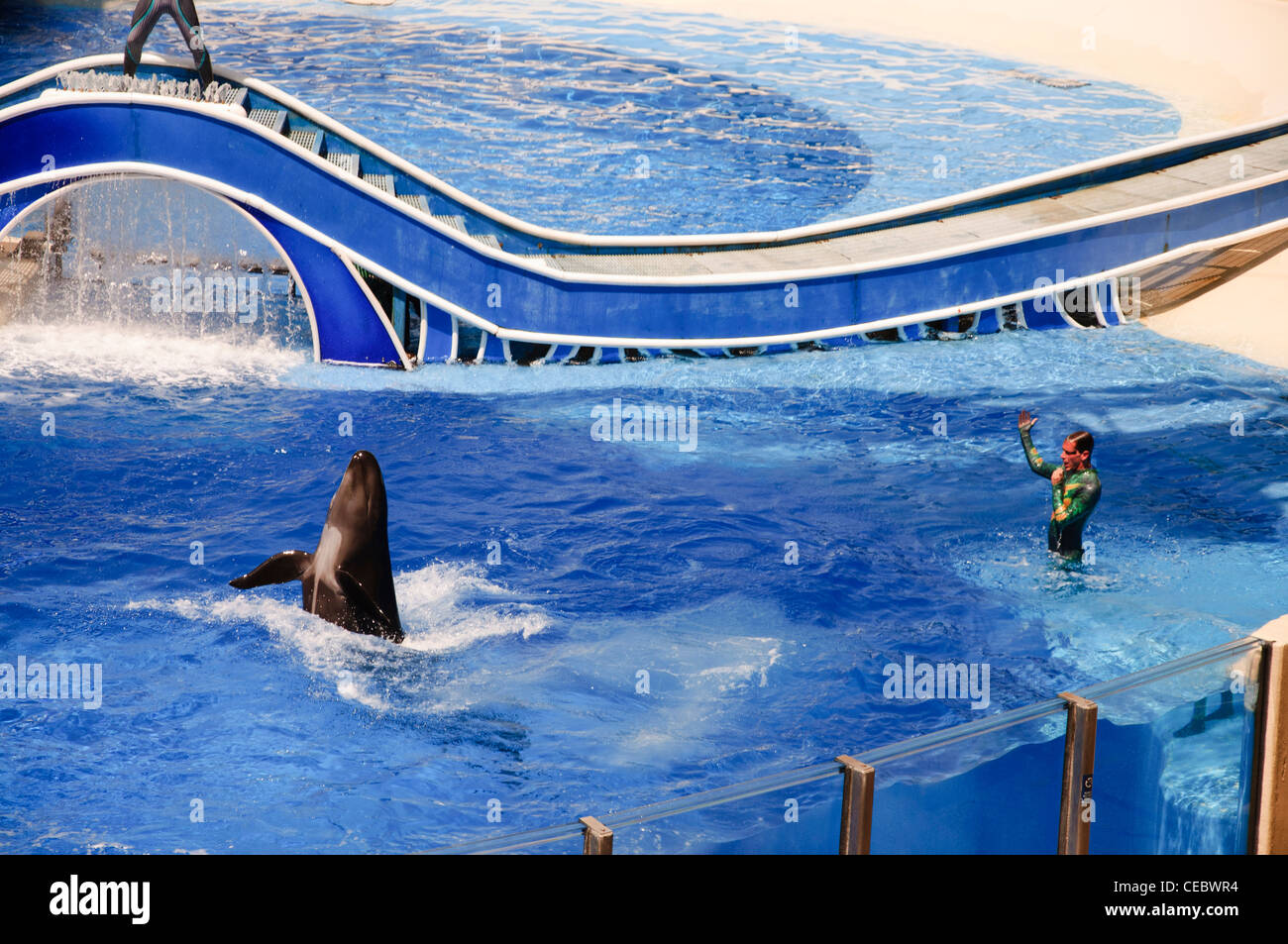 believe show with shamu at seaworld orlando florida Stock Photo - Alamy