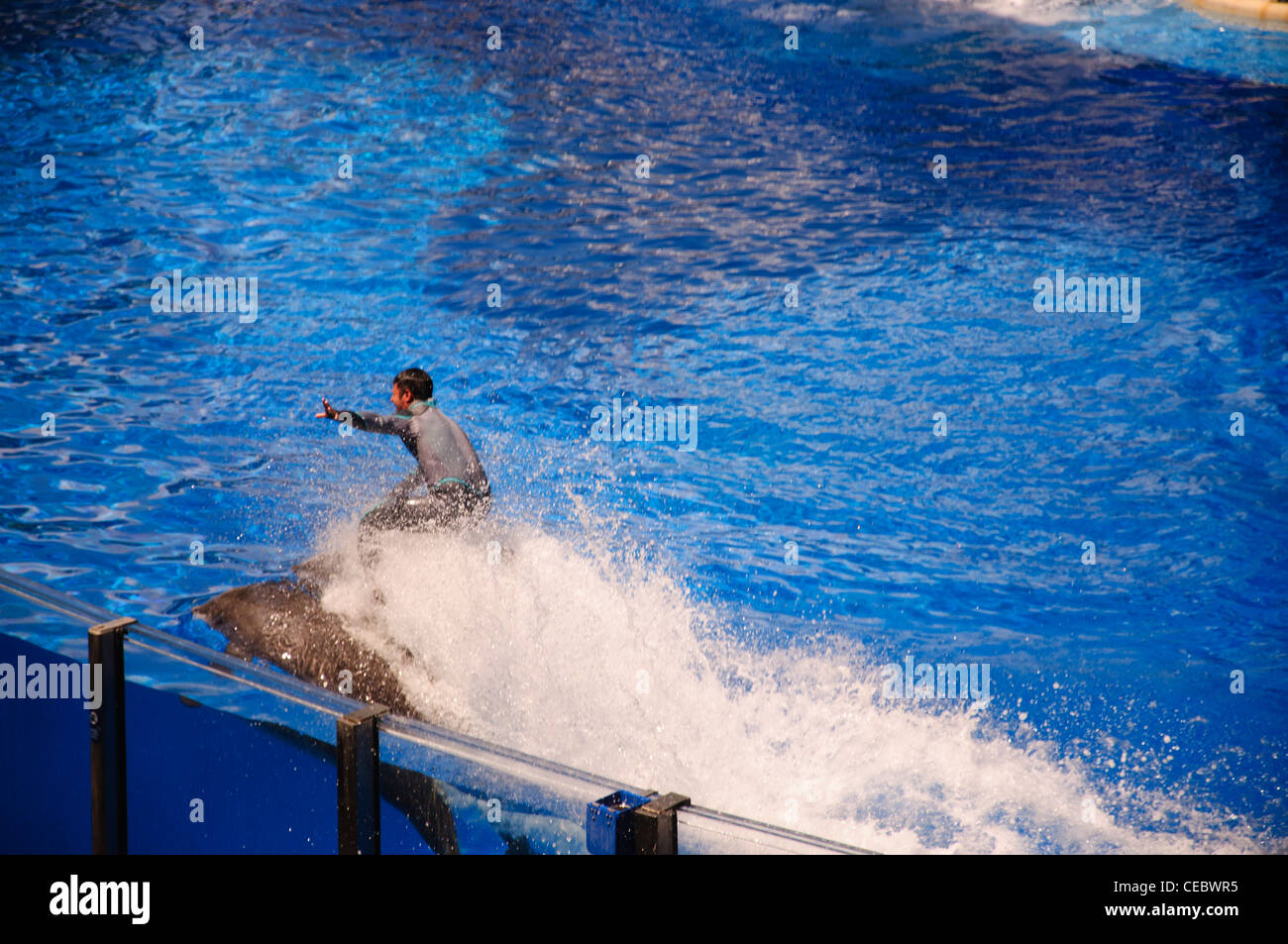 believe show with shamu at seaworld orlando florida Stock Photo - Alamy