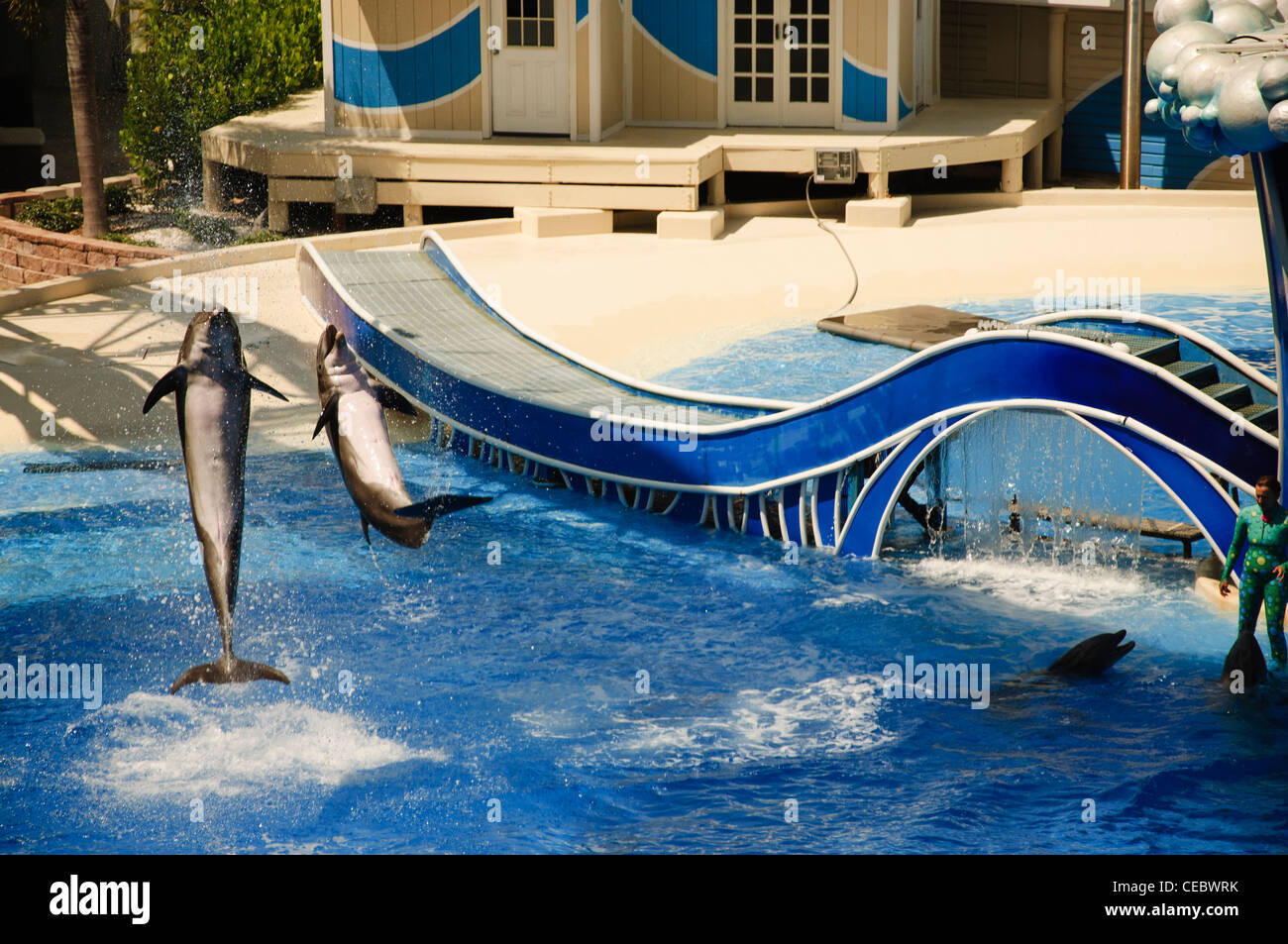 believe show with shamu at seaworld orlando florida Stock Photo - Alamy