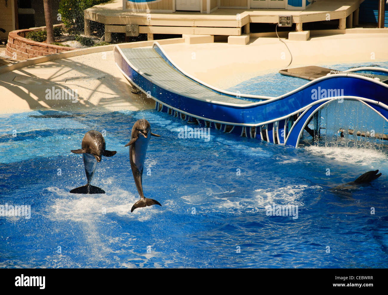 Believe show shamu seaworld orlando hi-res stock photography and images ...