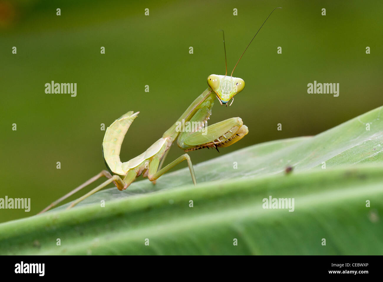 A Praying Mantis (Mantis religiosa) in Indonesia Stock Photo - Alamy