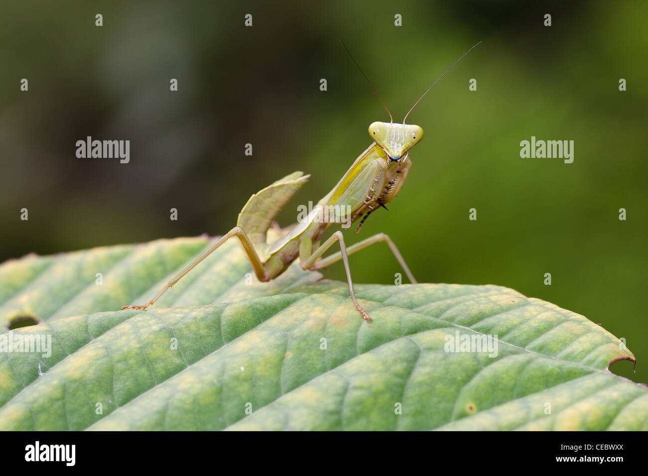 A Praying Mantis (Mantis religiosa) in Indonesia Stock Photo - Alamy